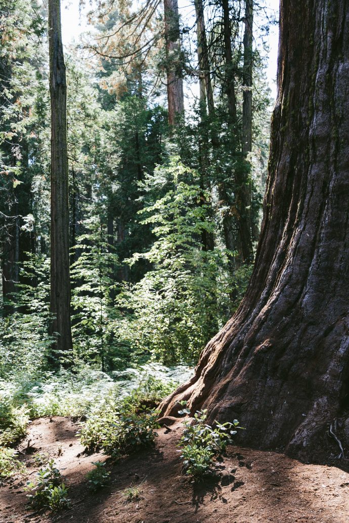 Calaveras Big Trees State Park - The Retro Penguin