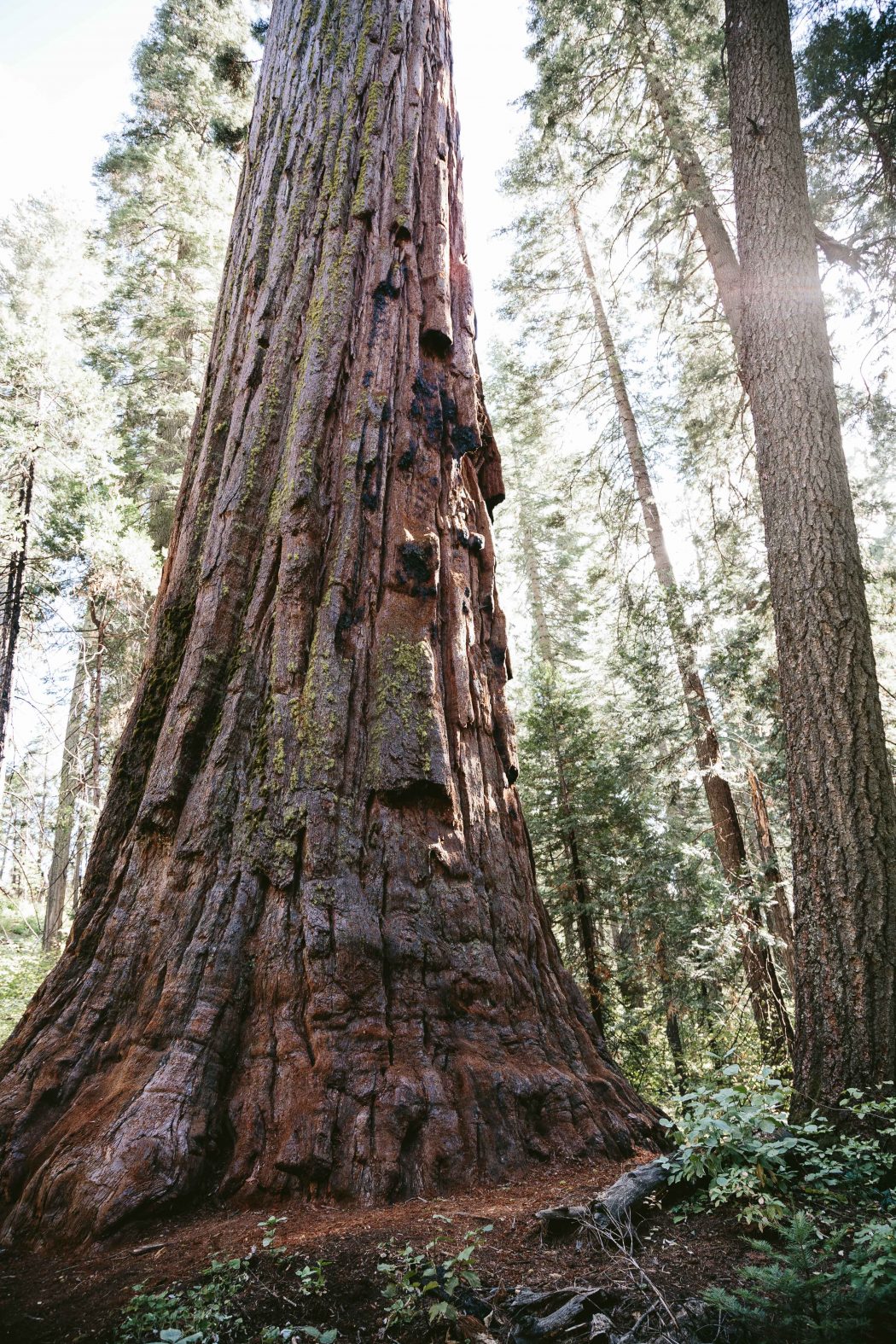 Calaveras Big Trees State Park - The Retro Penguin