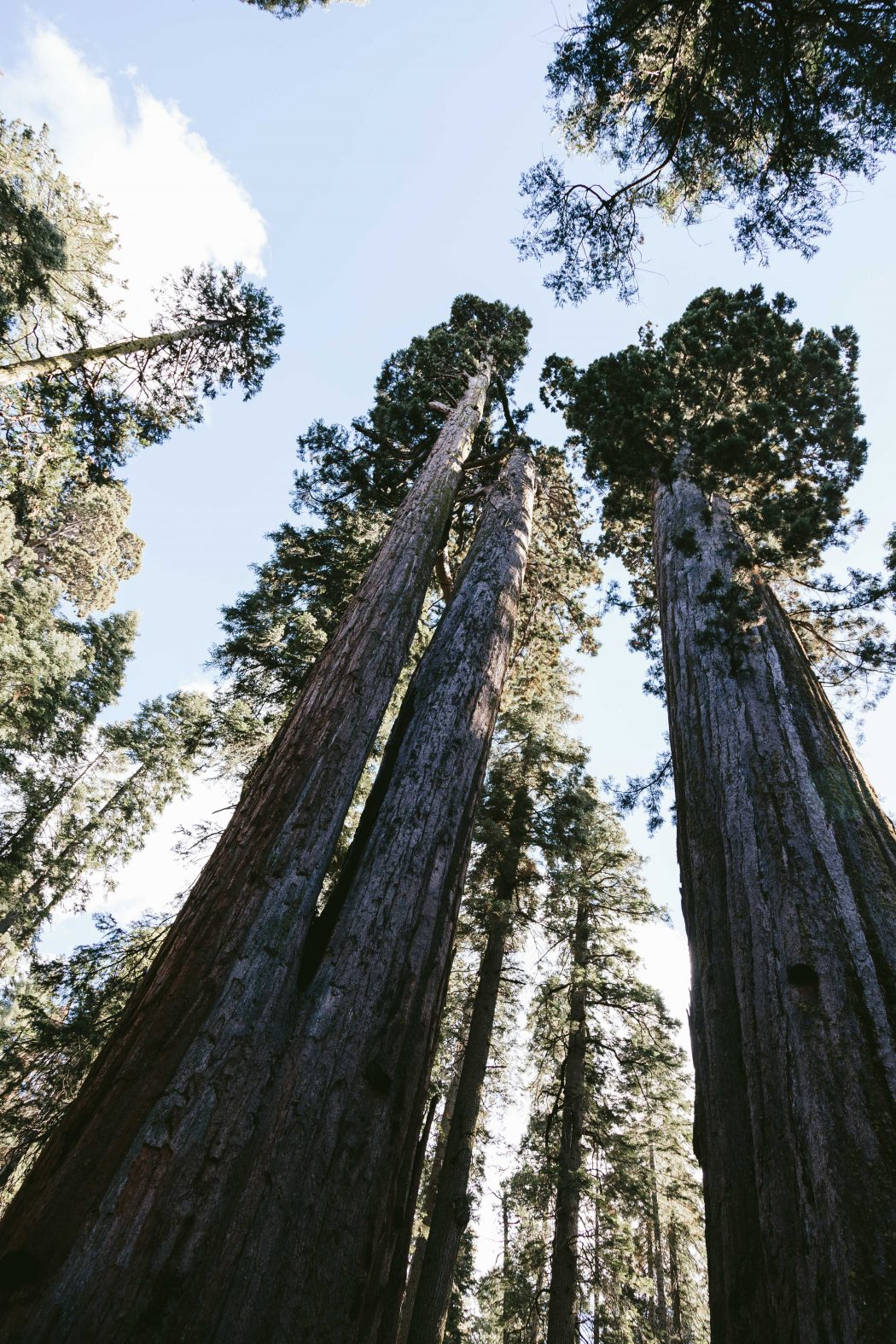 bigtrees-15 - The Retro Penguin