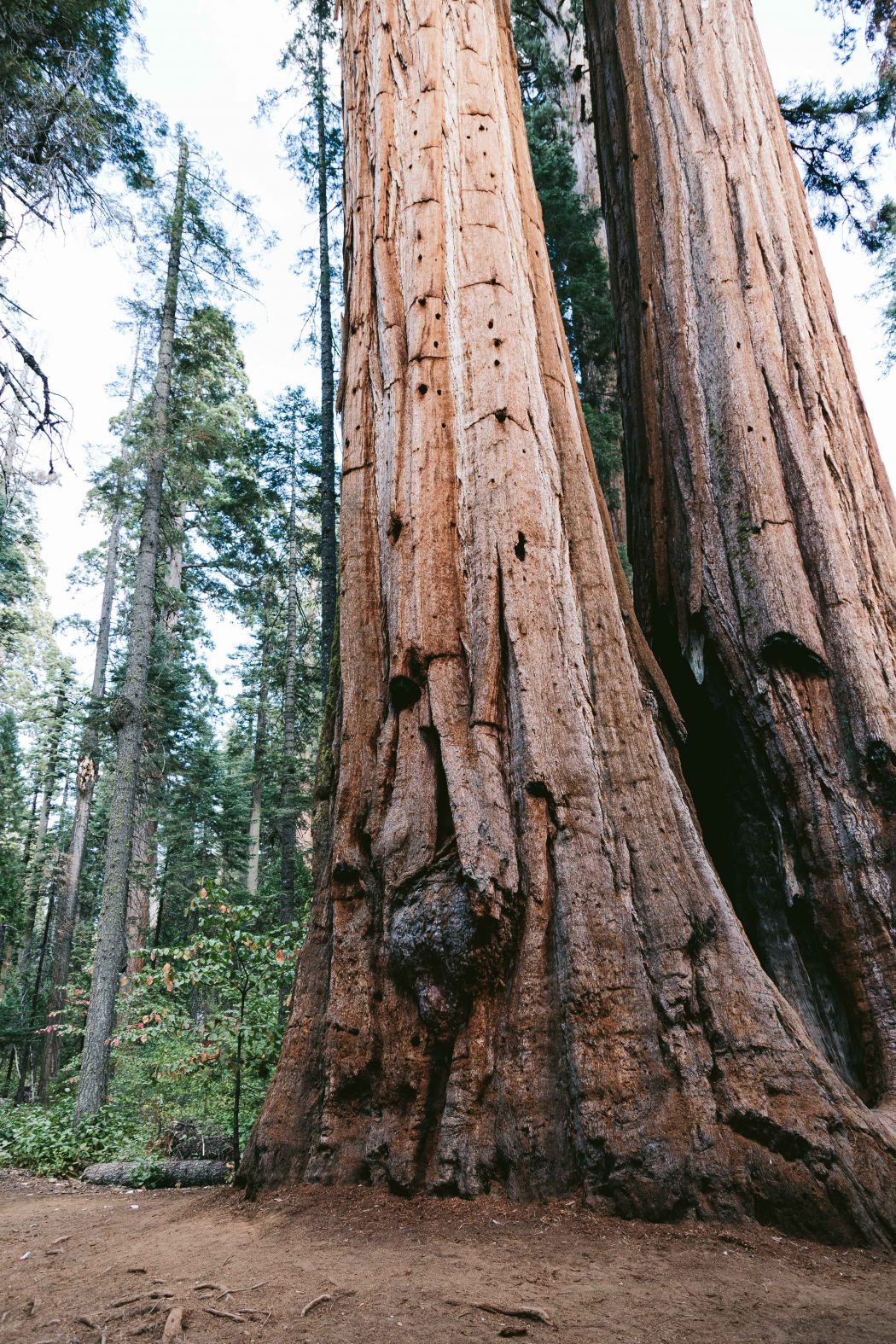 bigtrees-20 - The Retro Penguin